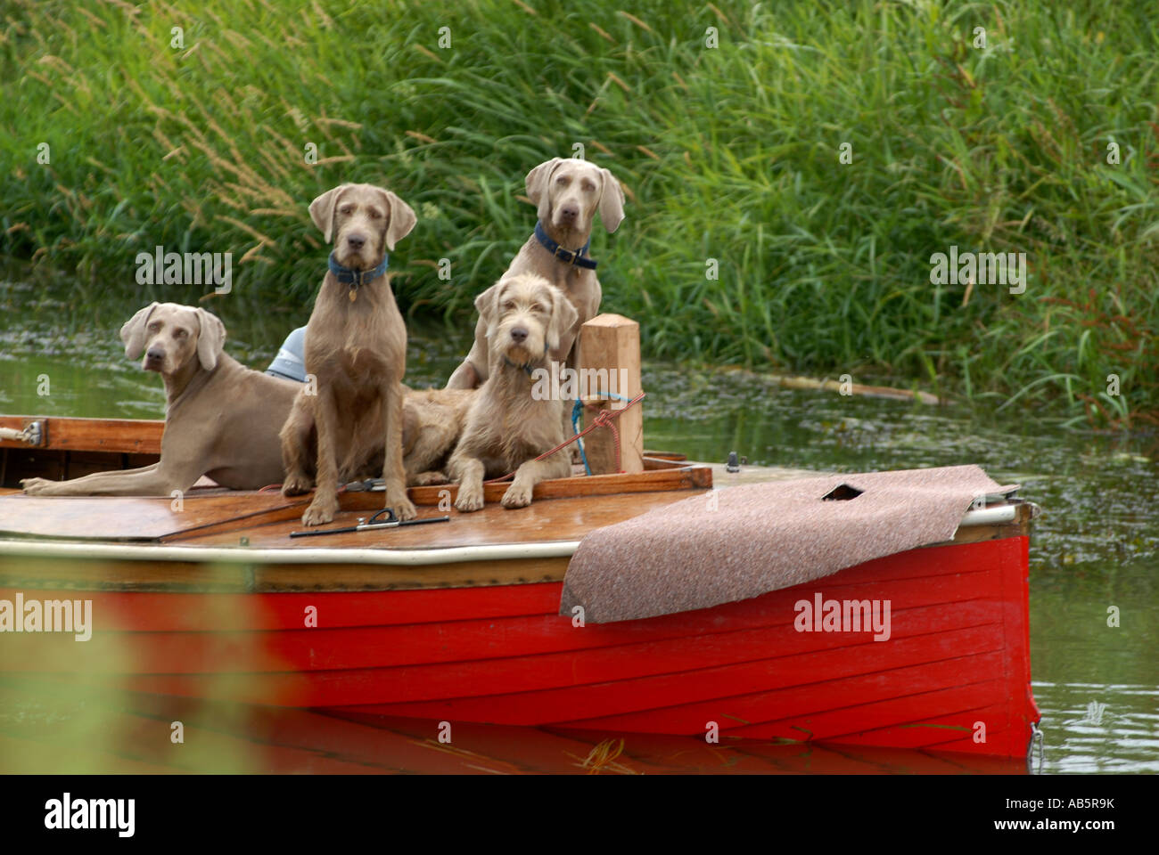 dogs on boat Stock Photo - Alamy