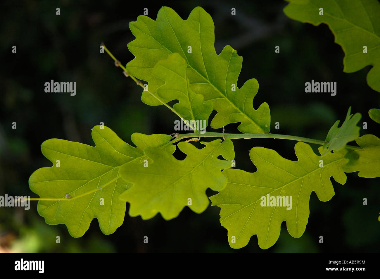 An oak leaf hi-res stock photography and images - Alamy