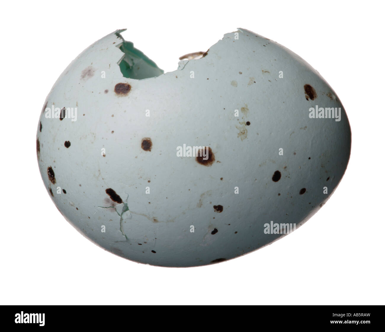 Song thrush nest and egg Cut Out Stock Images & Pictures - Alamy