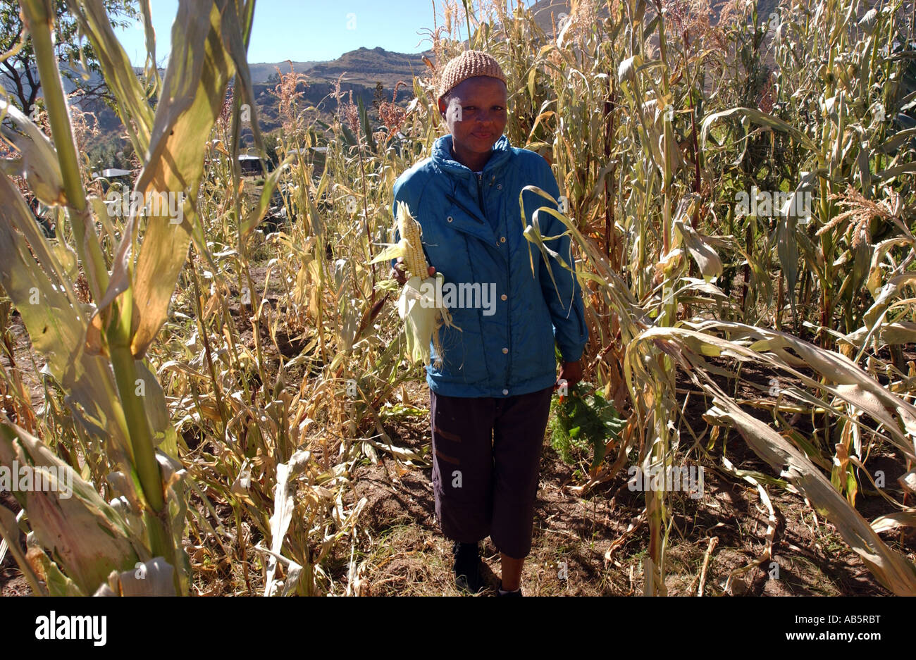 Subsistence farming in rural Lesotho Stock Photo - Alamy