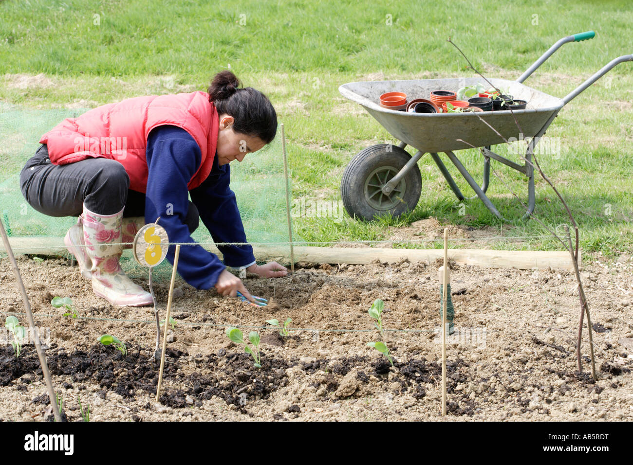 Woman planting out vegetables in late Spring Stock Photo - Alamy