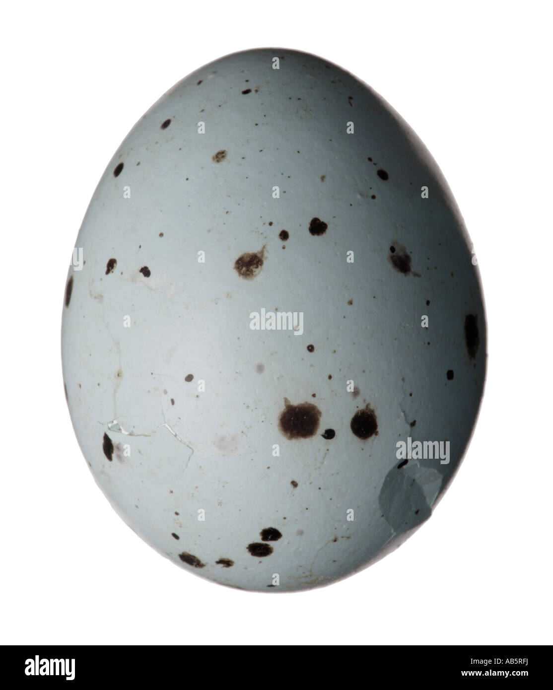 Song thrush egg damaged by predator Stock Photo - Alamy