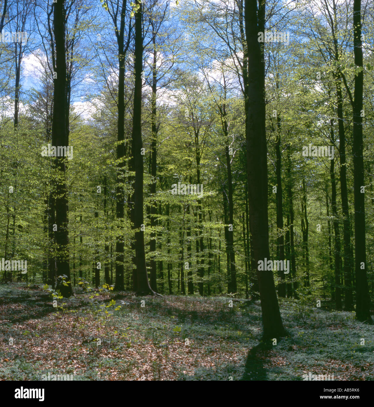 spring in the forrest Stock Photo - Alamy