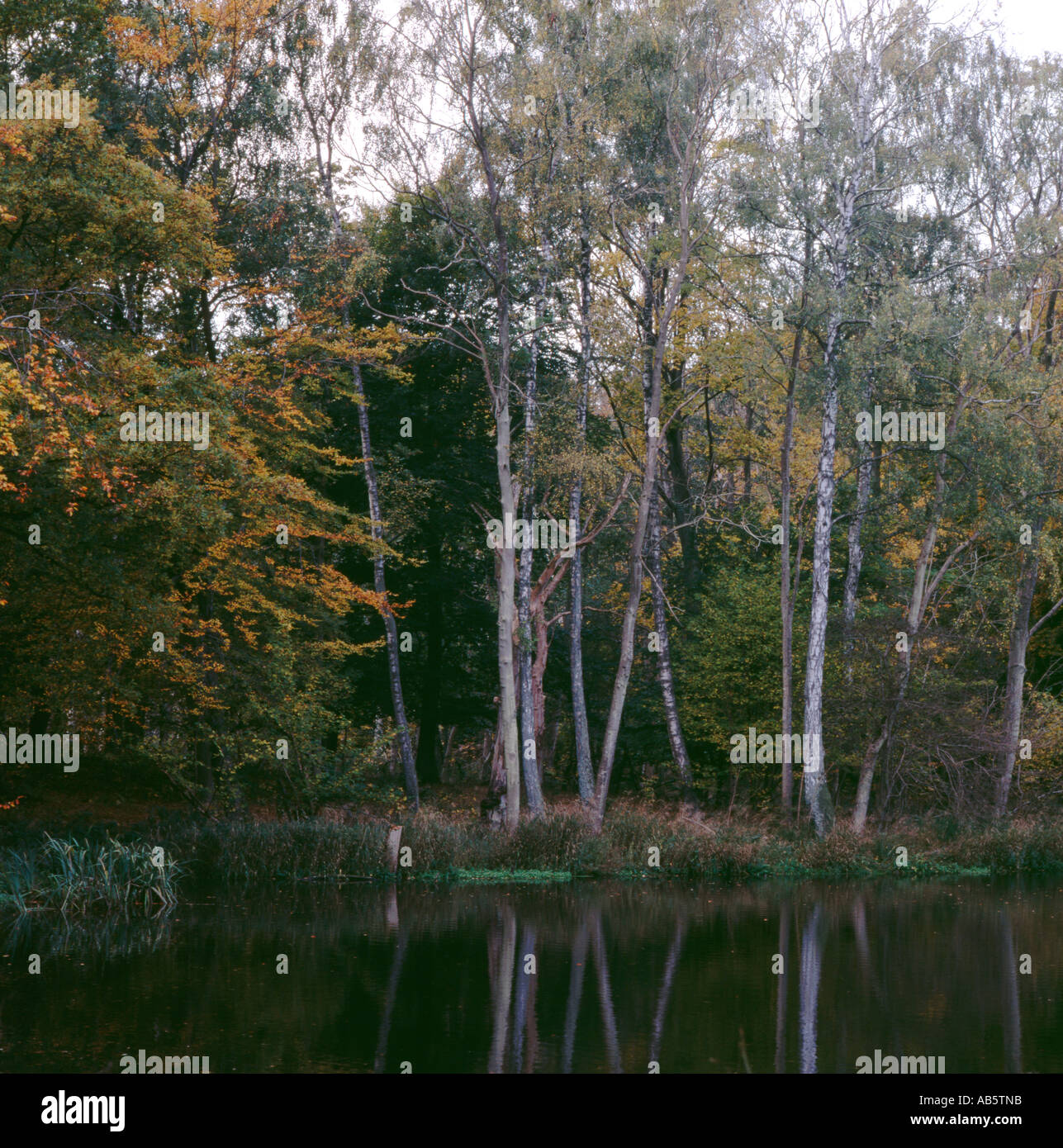 Lake in the forrest Stock Photo - Alamy