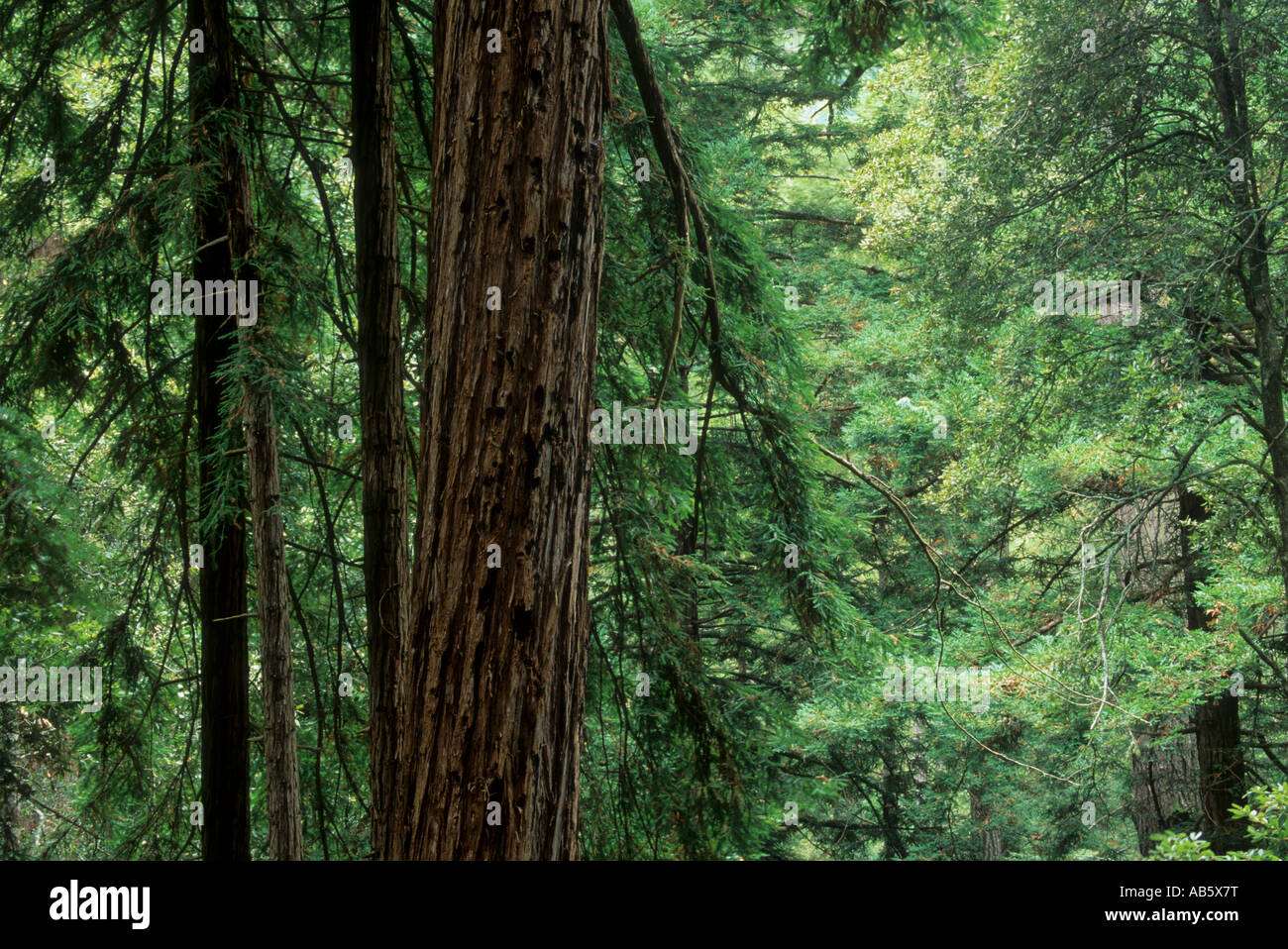 Coastal Redwood Forest in Butano State Park, San Mateo County ...