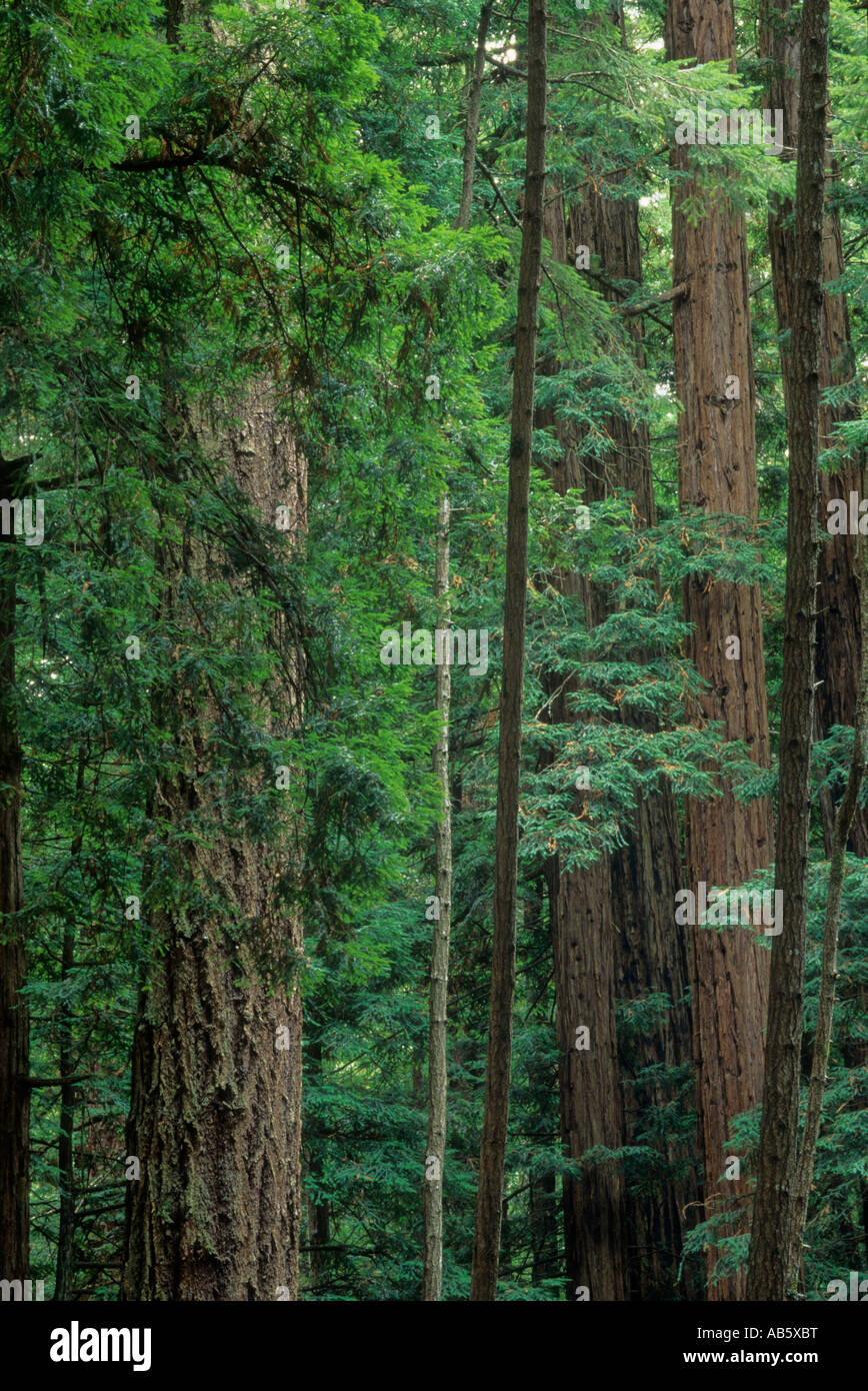 Coastal Redwood Forest in Butano State Park, San Mateo County ...