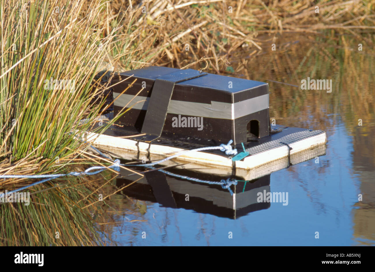Mink Raft High Resolution Stock Photography and Images - Alamy