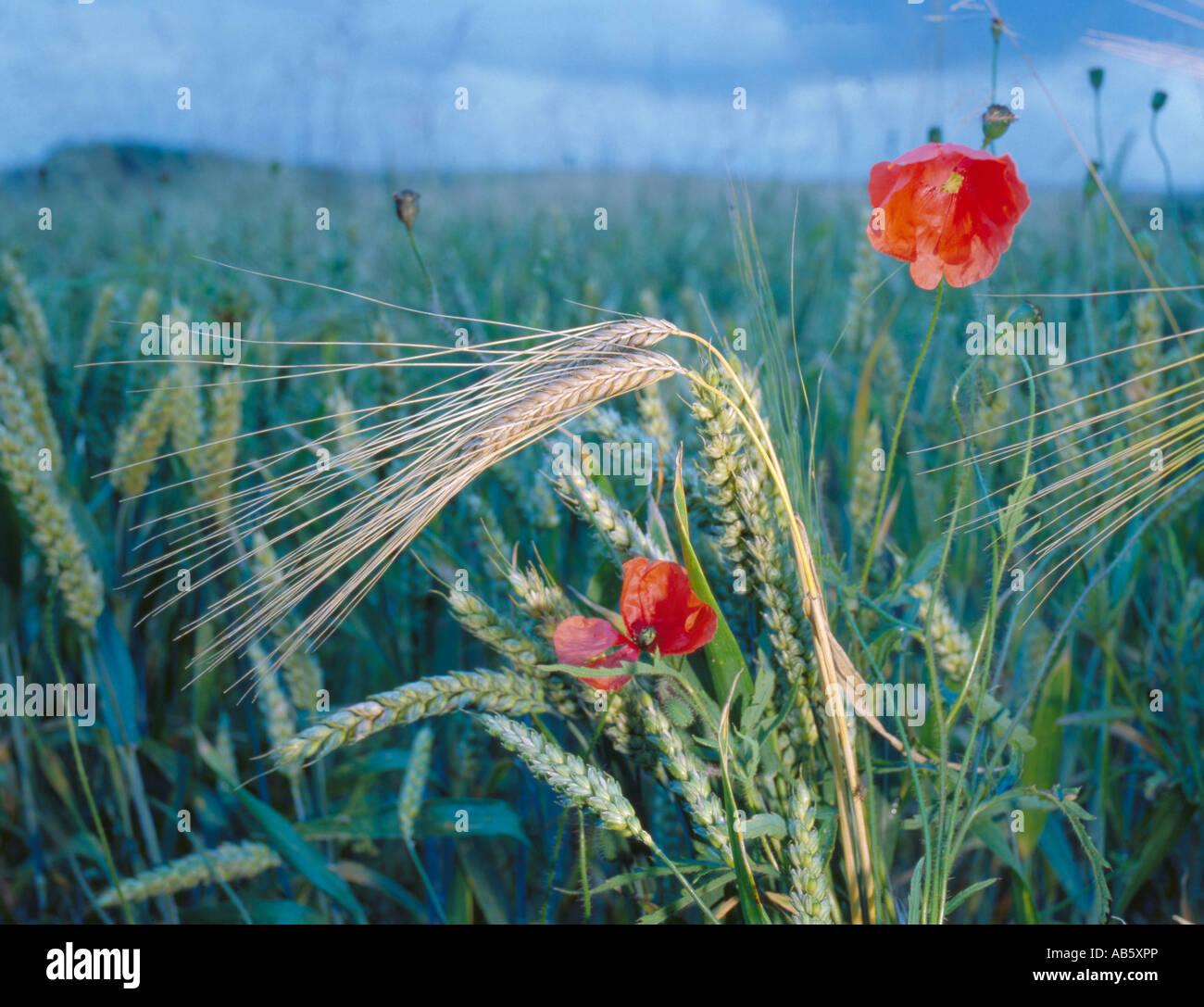 Poppy and ears of ripe wheat hi-res stock photography and images - Alamy