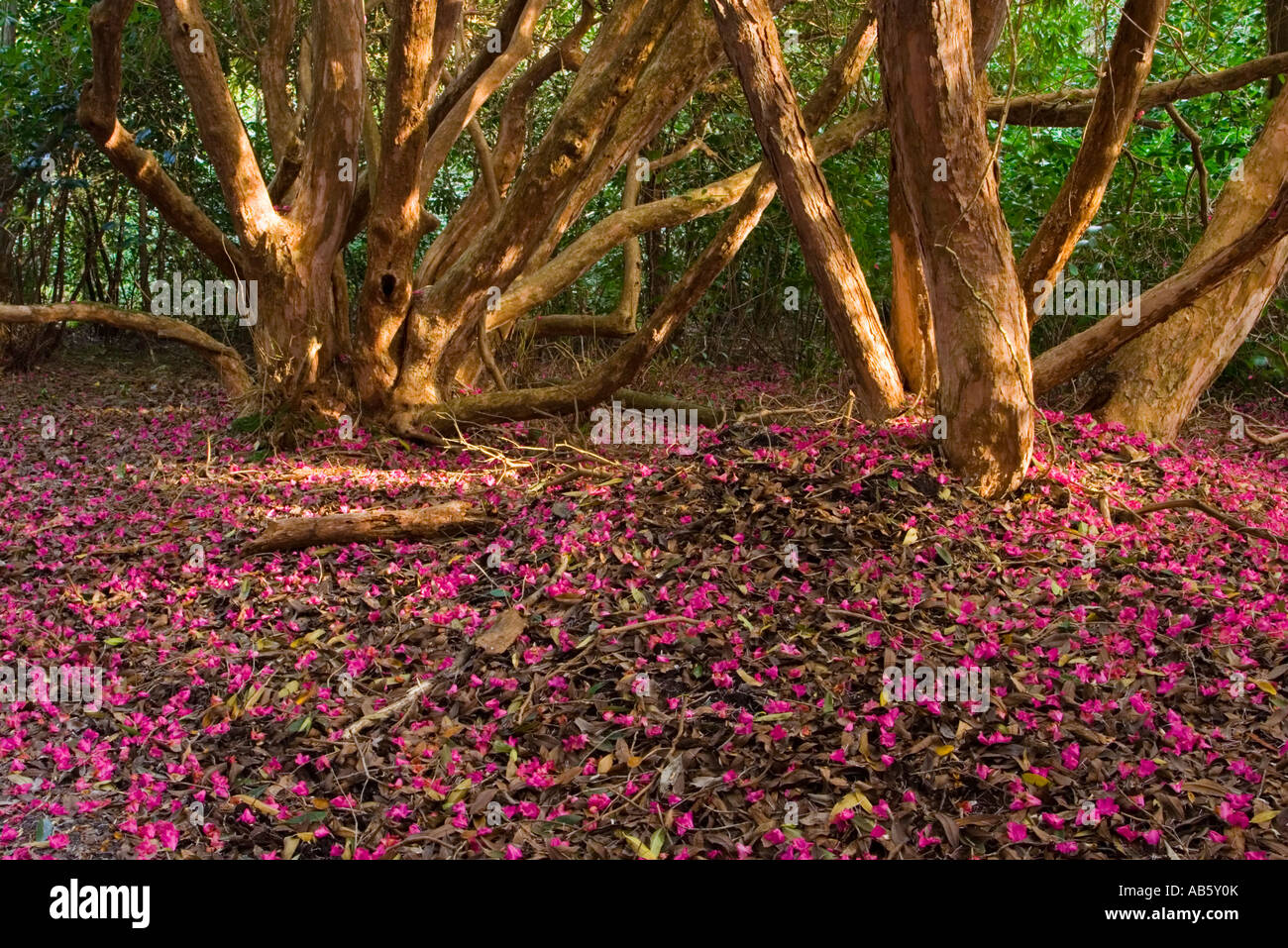 Dappled light on trees with petals covering the woods at Pendarves ...
