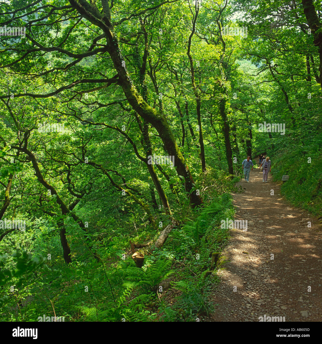 Visitors walk up a steep wooded pathway in dappled spring sunshine at ...