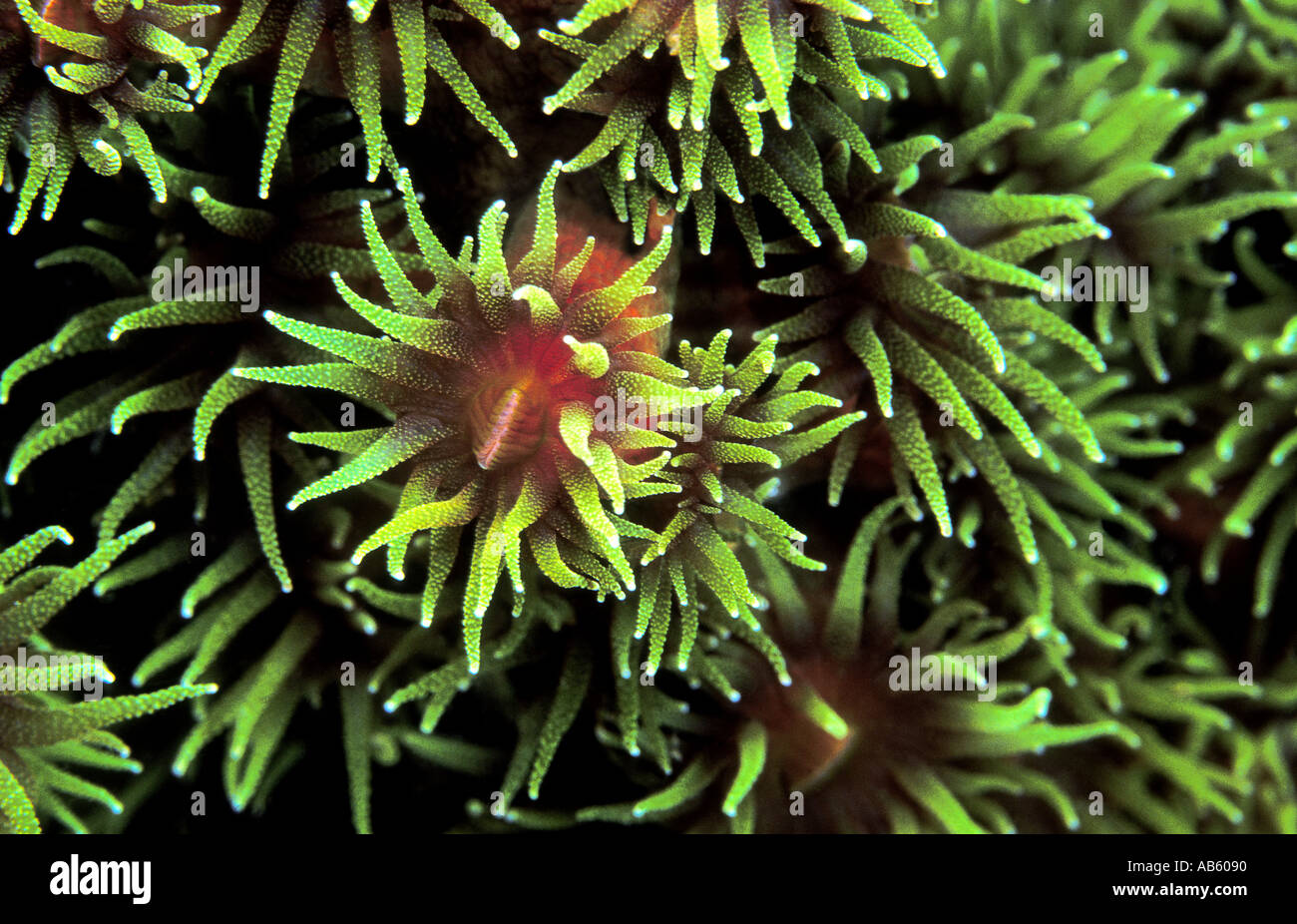 Cluster of polyps hi-res stock photography and images - Alamy
