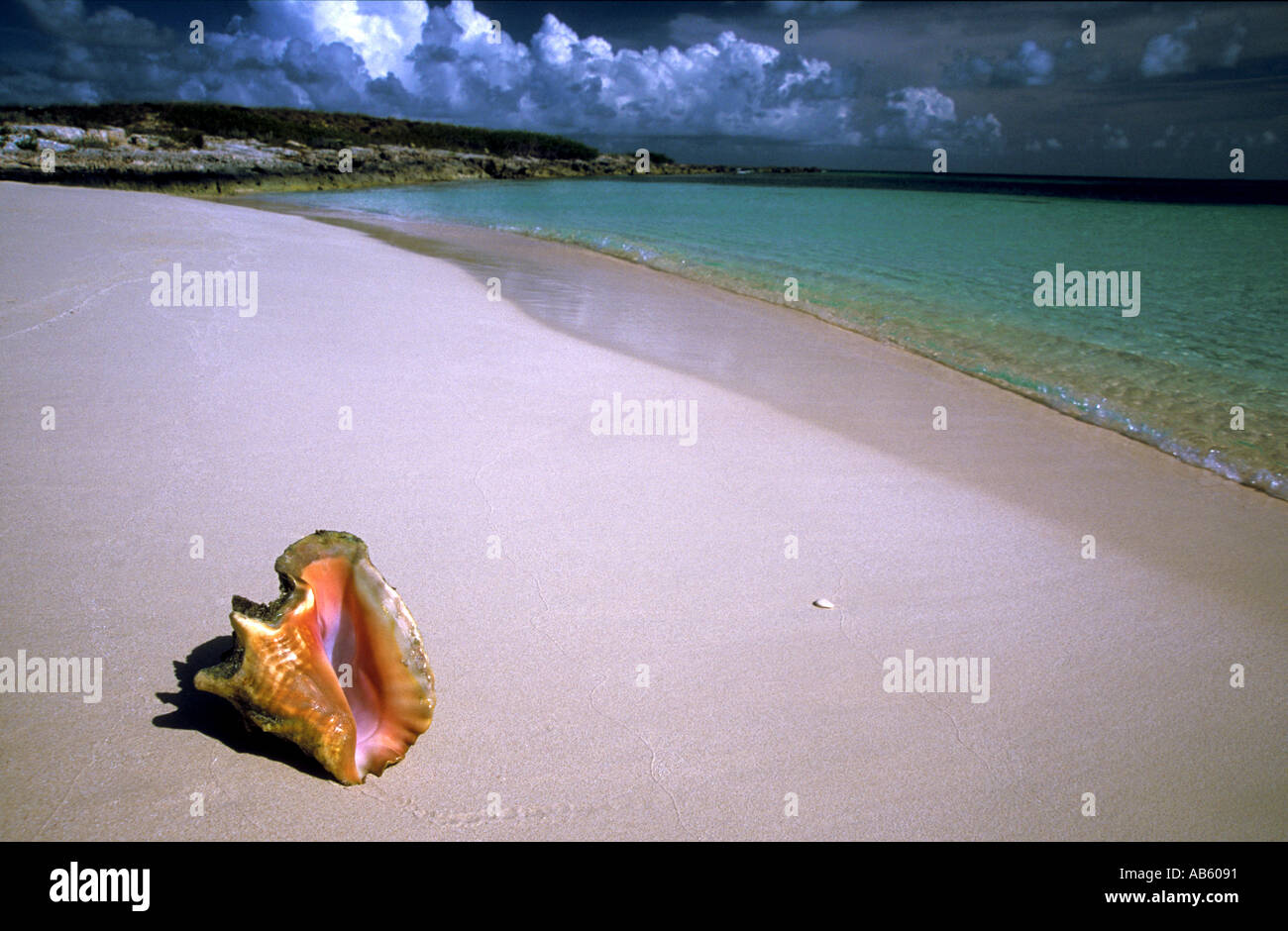 Idyllic Beach with Conch Shell Stock Photo - Alamy