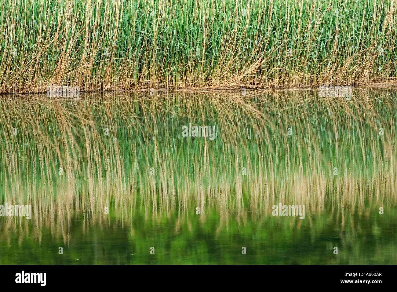 Reeds grasses border hi-res stock photography and images - Alamy