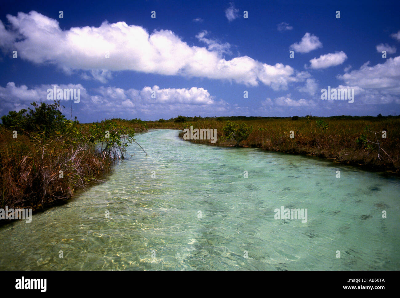 mangrove, mangroves, mangrove stand, wetland, wetlands, wildlife ...