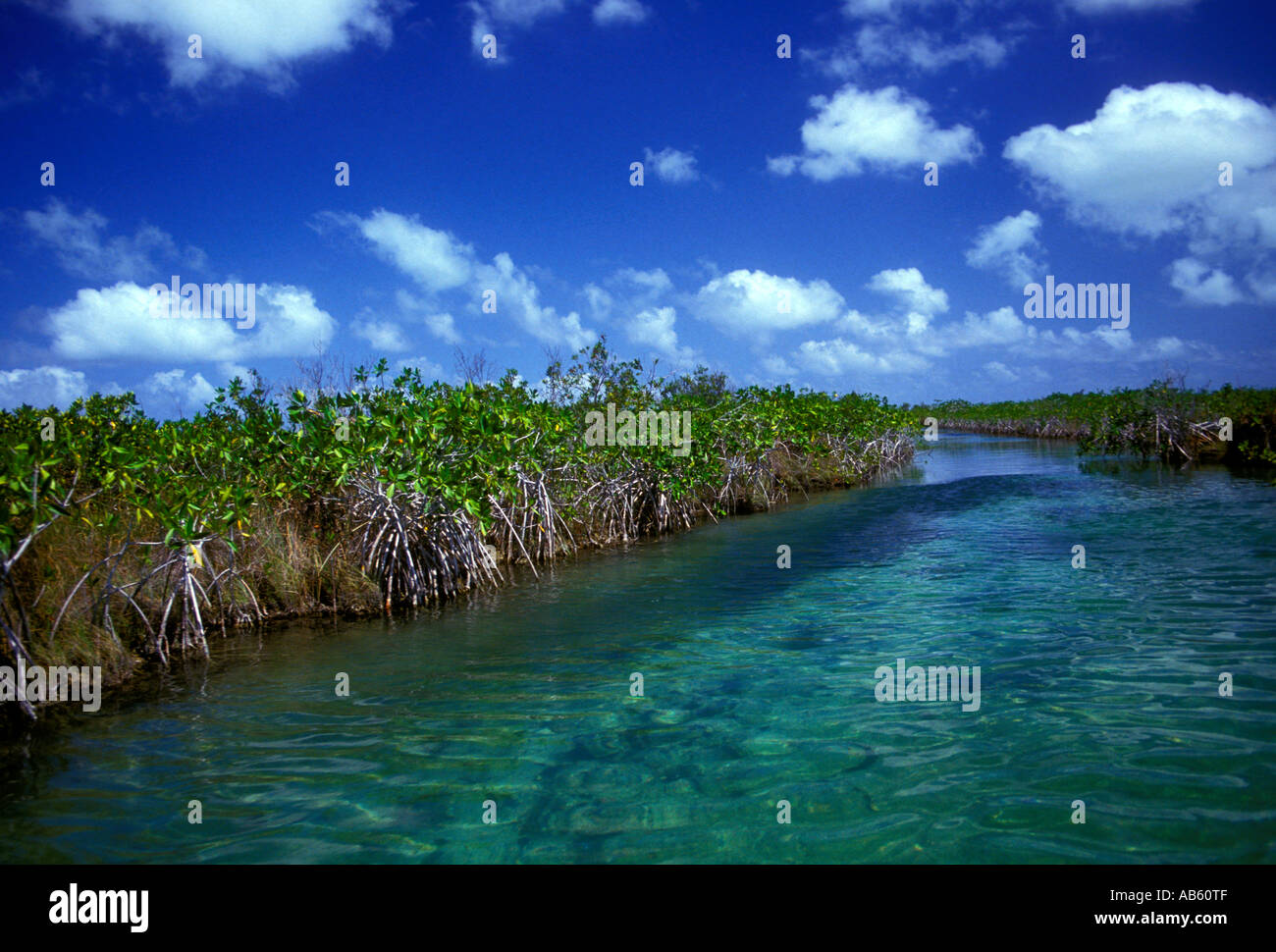 mangrove, mangroves, mangrove stand, wetland, wetlands, wildlife ...
