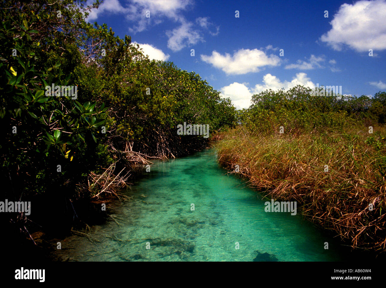 mangrove, mangroves, mangrove stand, wetland, wetlands, wildlife ...
