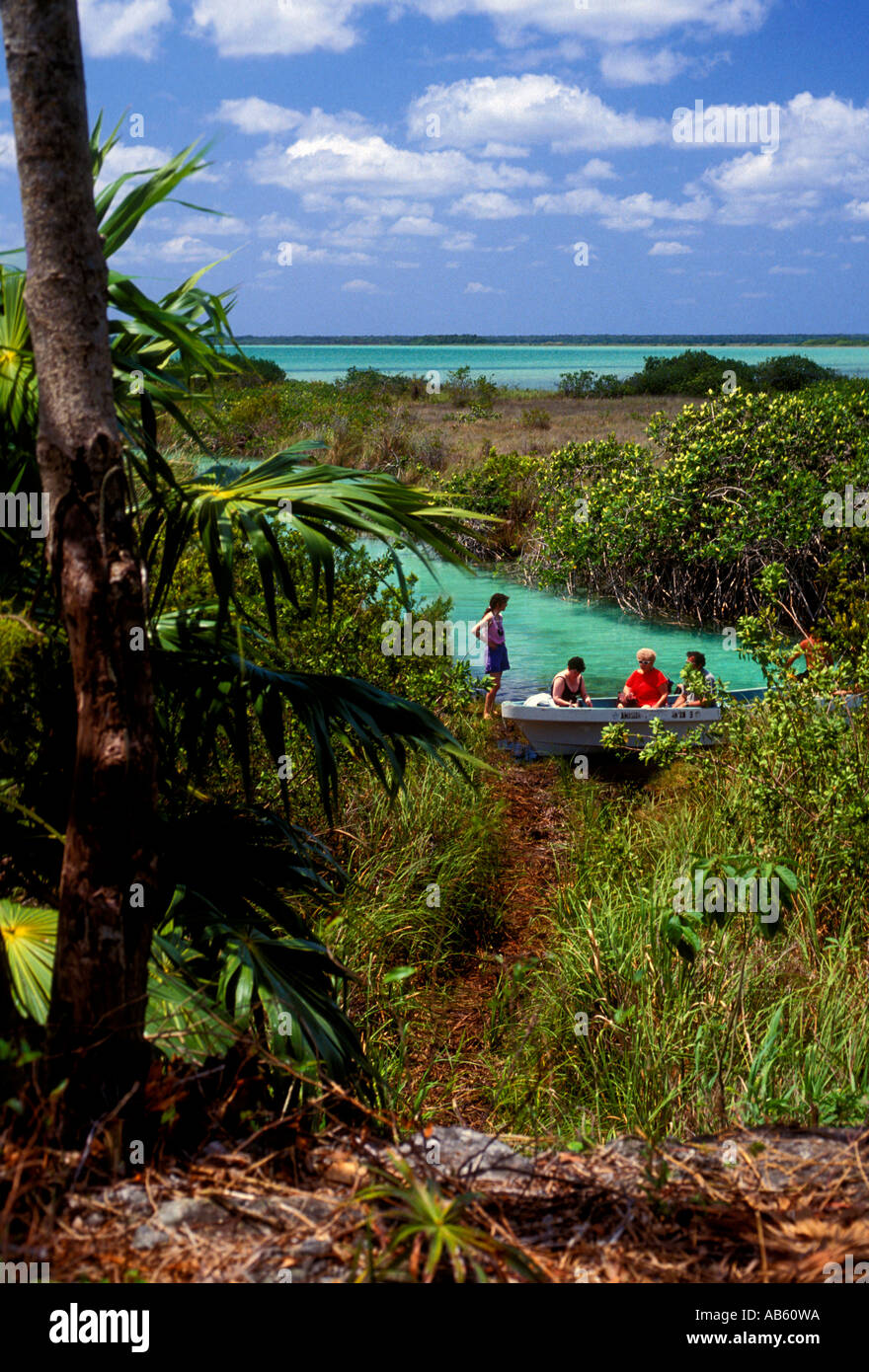mangrove, mangroves, mangrove stand, wetland, wetlands, wildlife ...