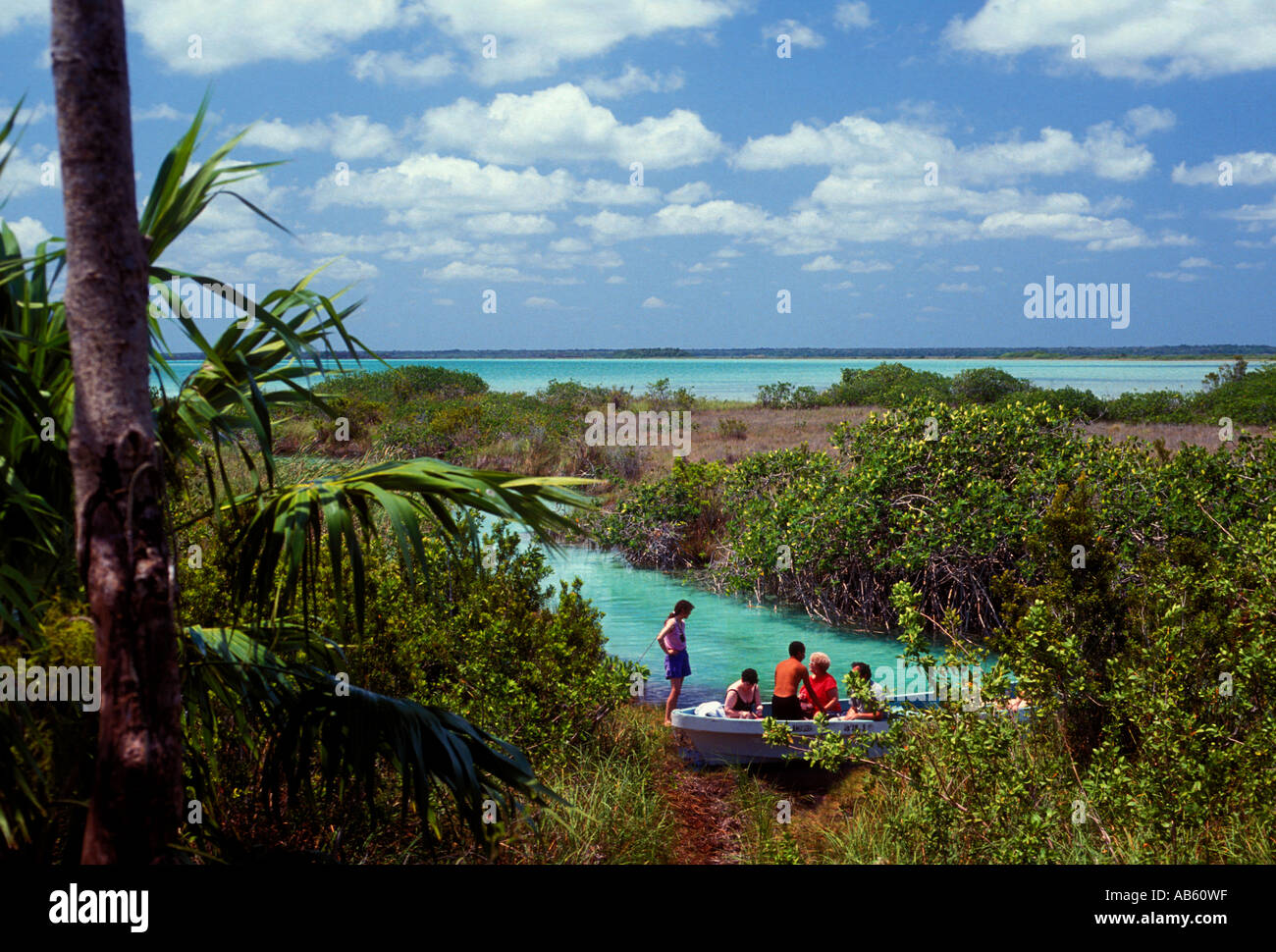 mangrove, mangroves, mangrove stand, wetland, wetlands, wildlife ...