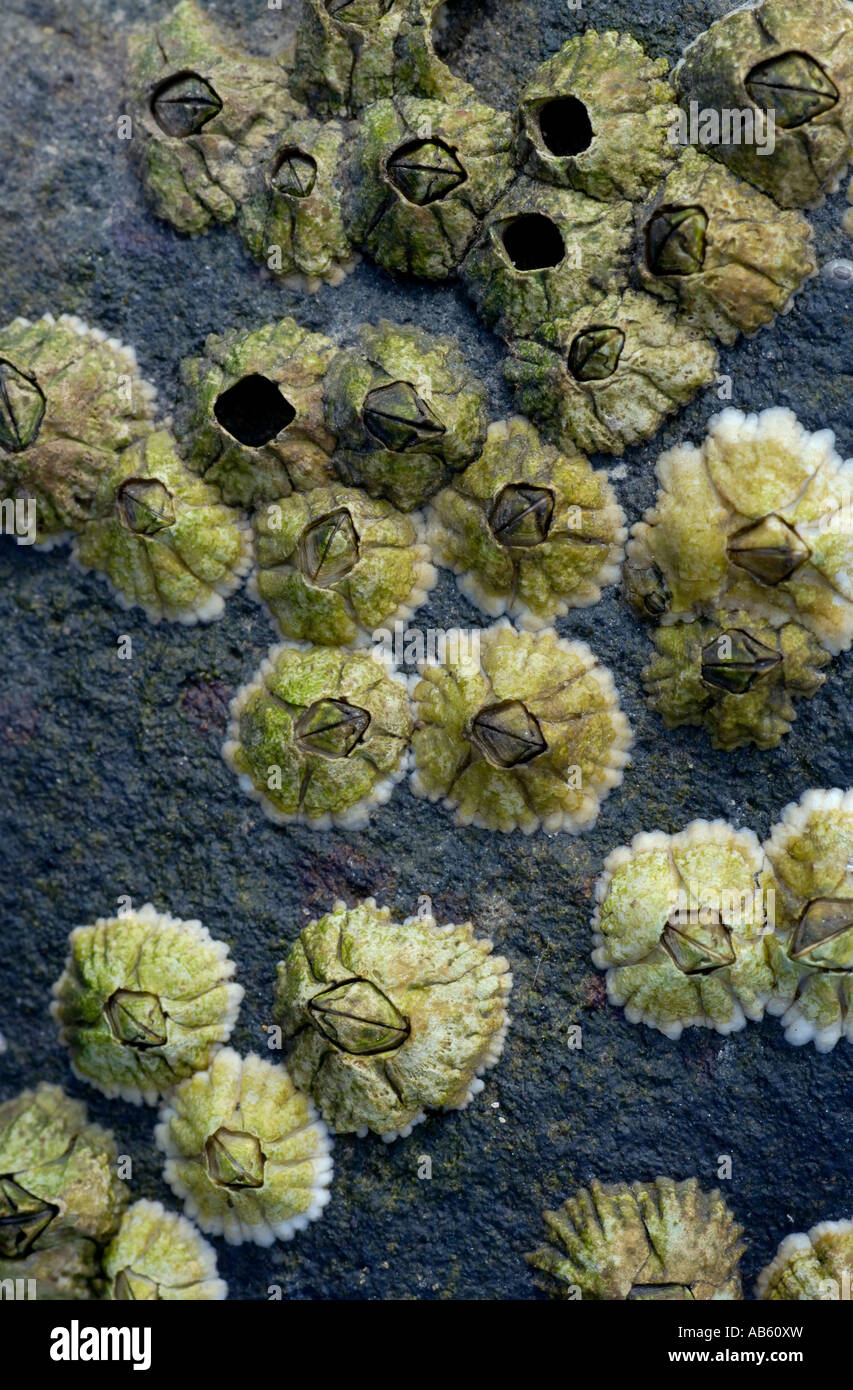 acorn barnacles semibalanus balanoides loch gruinart islay scotland ...