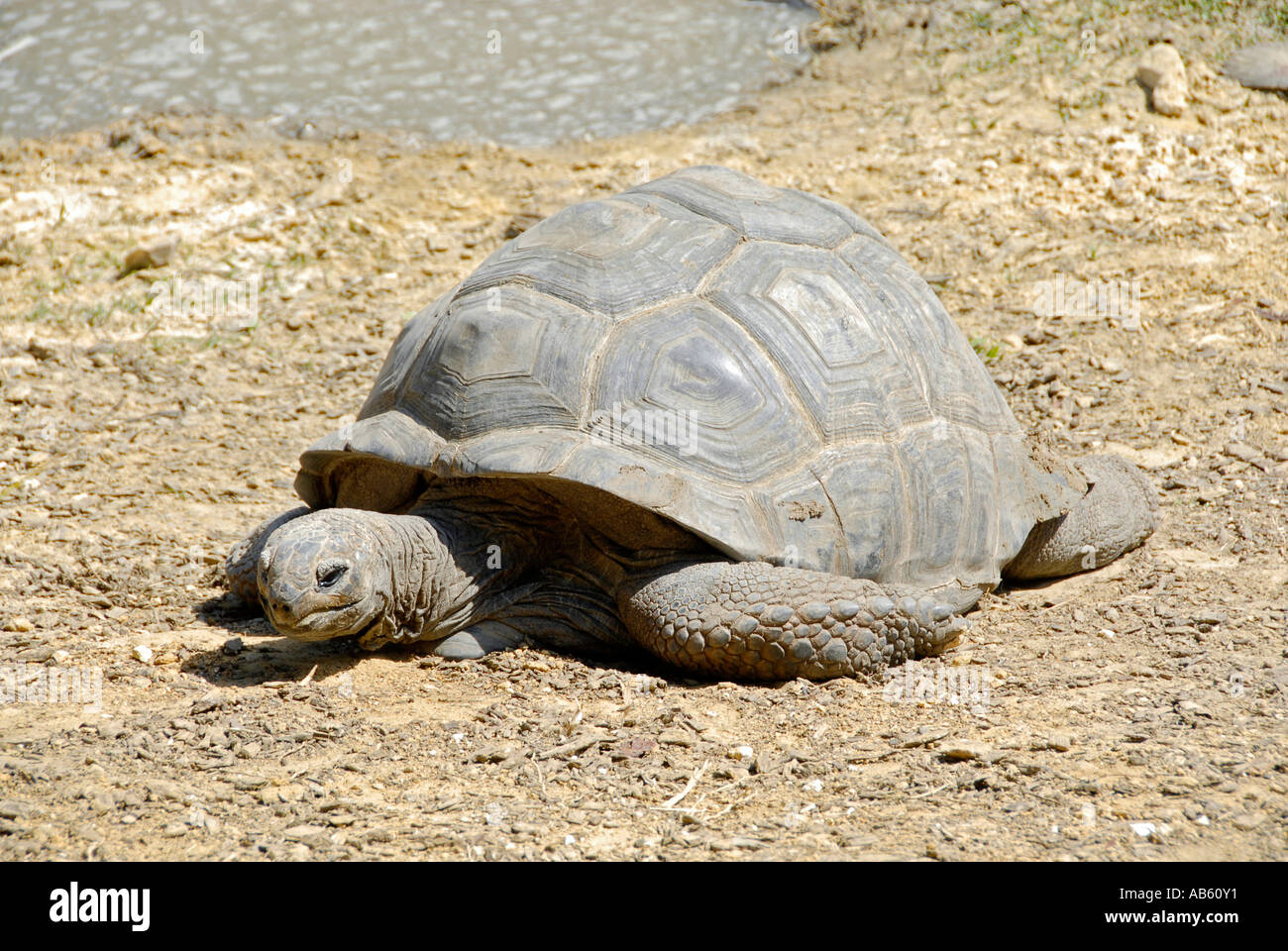 Variety of turtle species hi-res stock photography and images - Alamy