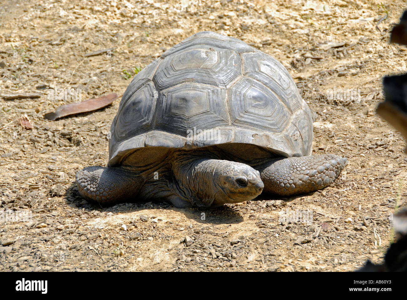 Variety of turtle species hi-res stock photography and images - Alamy