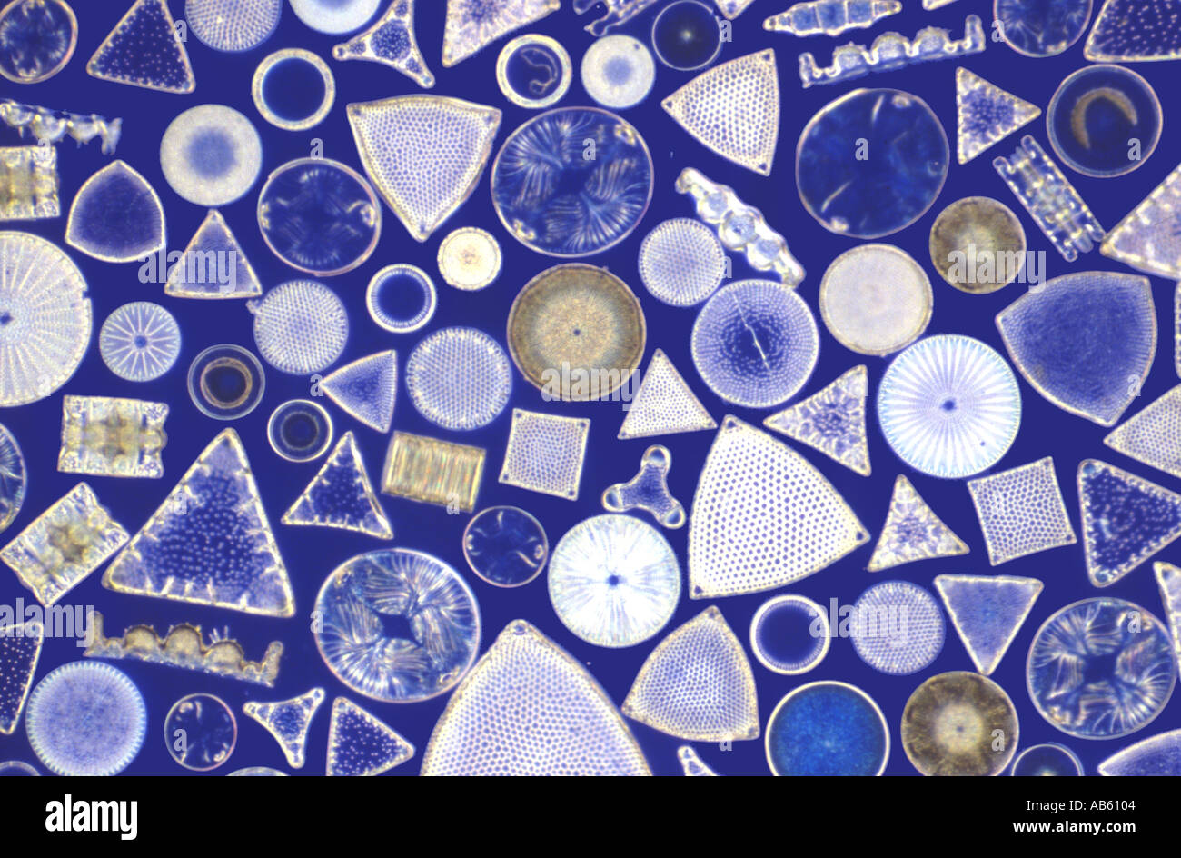 Microscopic fossils hi-res stock photography and images - Alamy