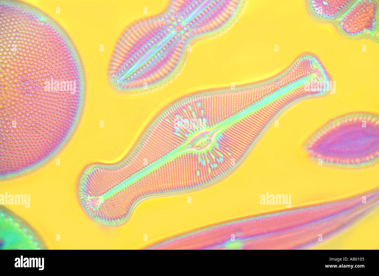 Art & Collectibles Prints artistic algae under the microscope art under ...