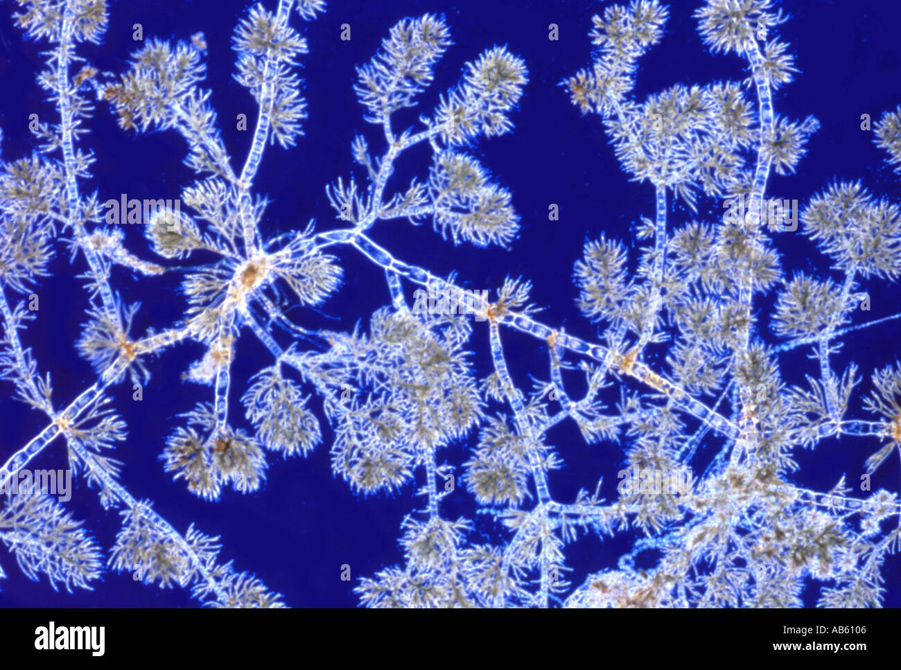 Draparnaldia algae hi-res stock photography and images - Alamy