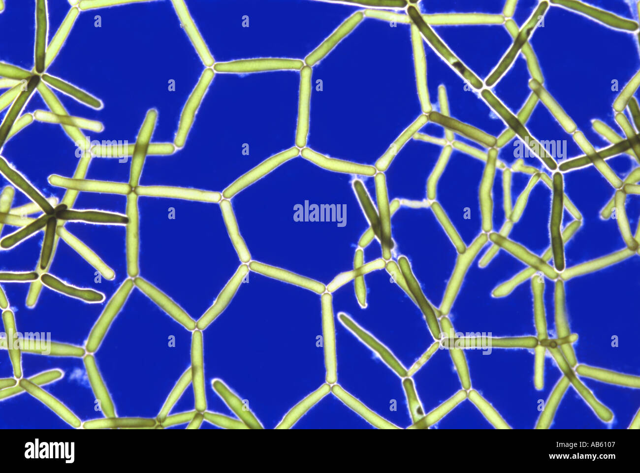 The freshwater alga Hydrodyction Water Net Rheinberg illumination Stock ...