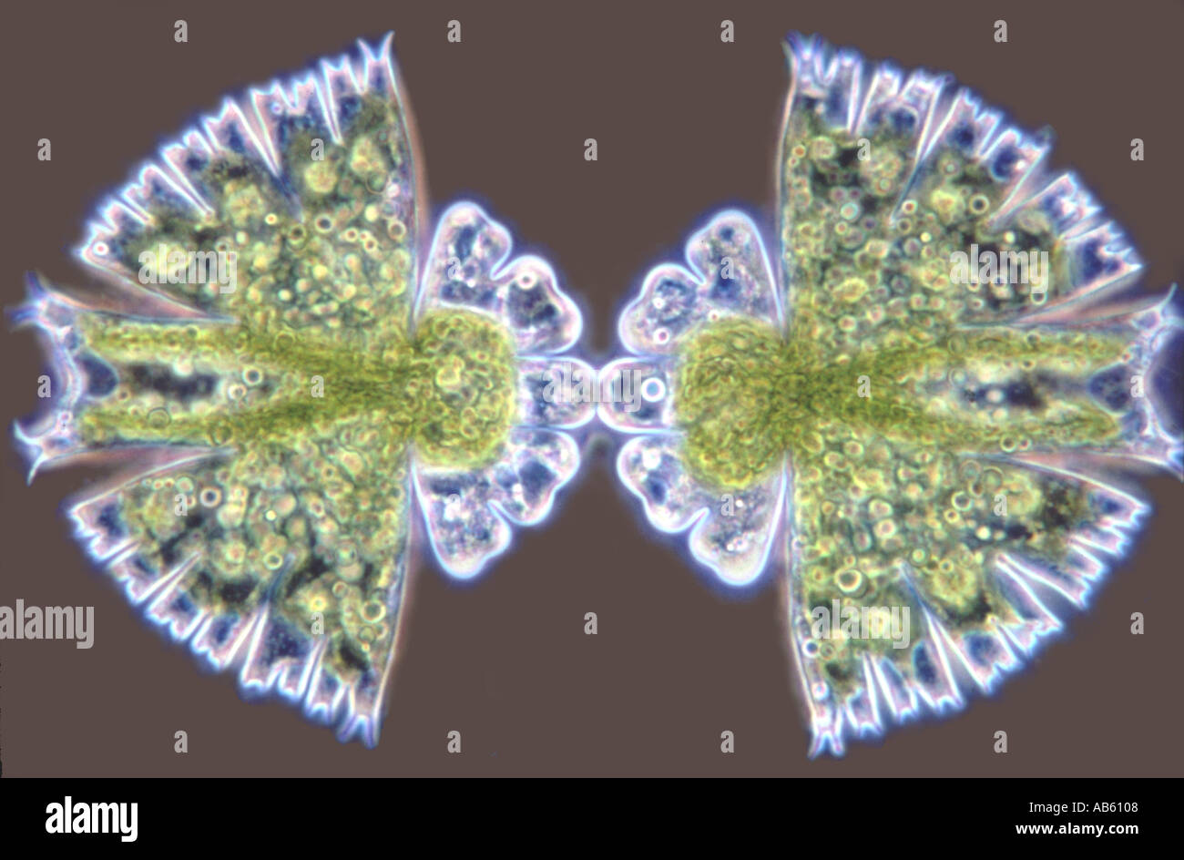 The Desmid Micrasterias apiculata early binary fission Anoptral ...