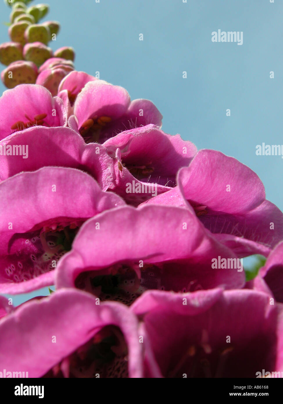 Foxglove in bud hi-res stock photography and images - Alamy