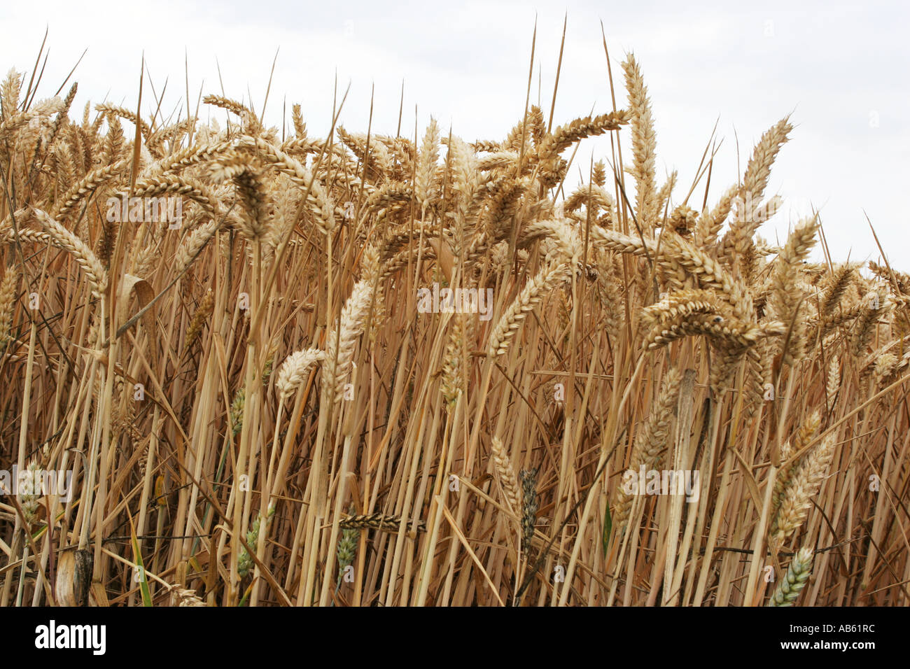 Wheat growing in a field Stock Photo - Alamy
