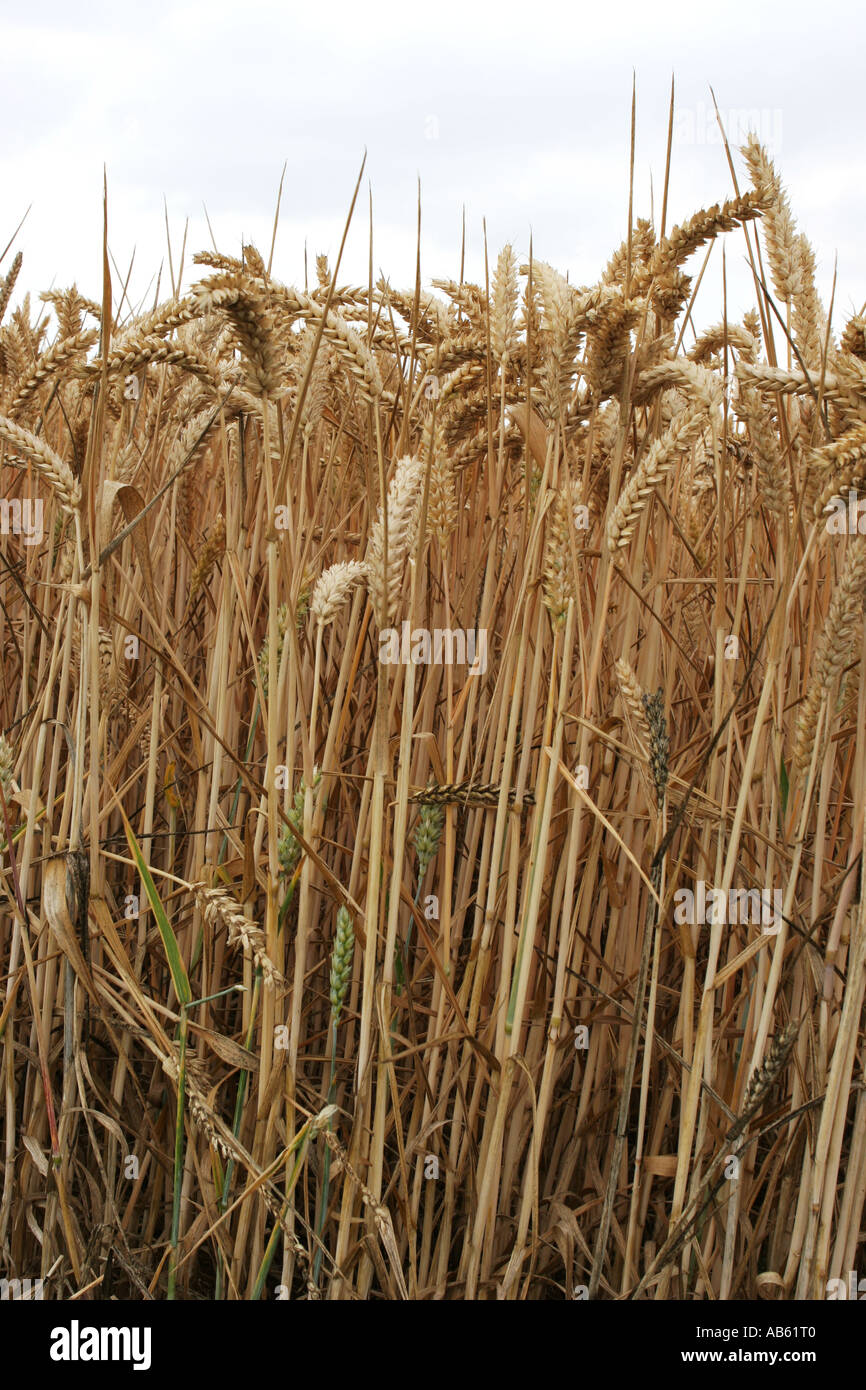 Wheat growing in a field Stock Photo - Alamy