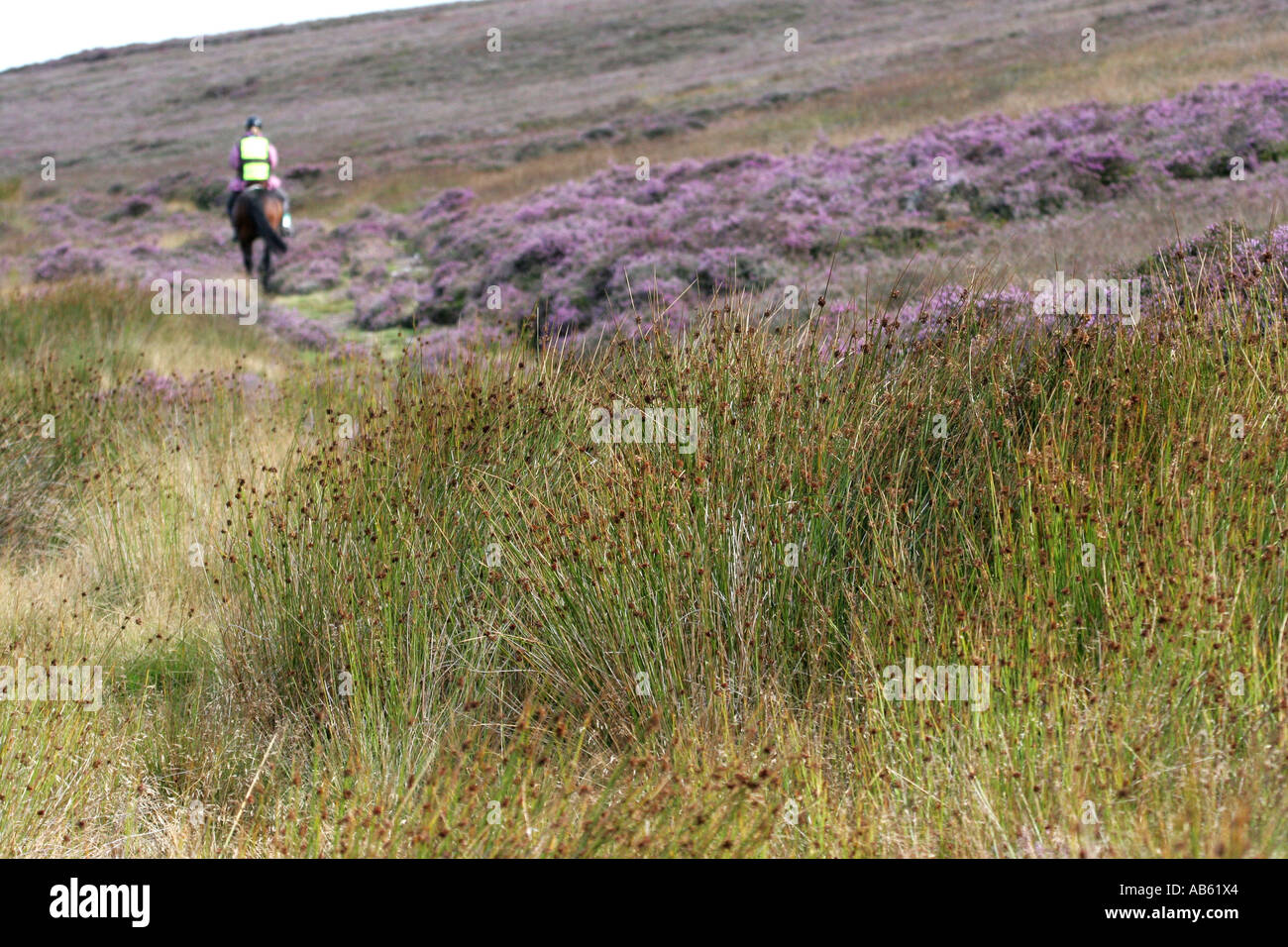 A person riding a horse among purple heather and scenery of the North ...