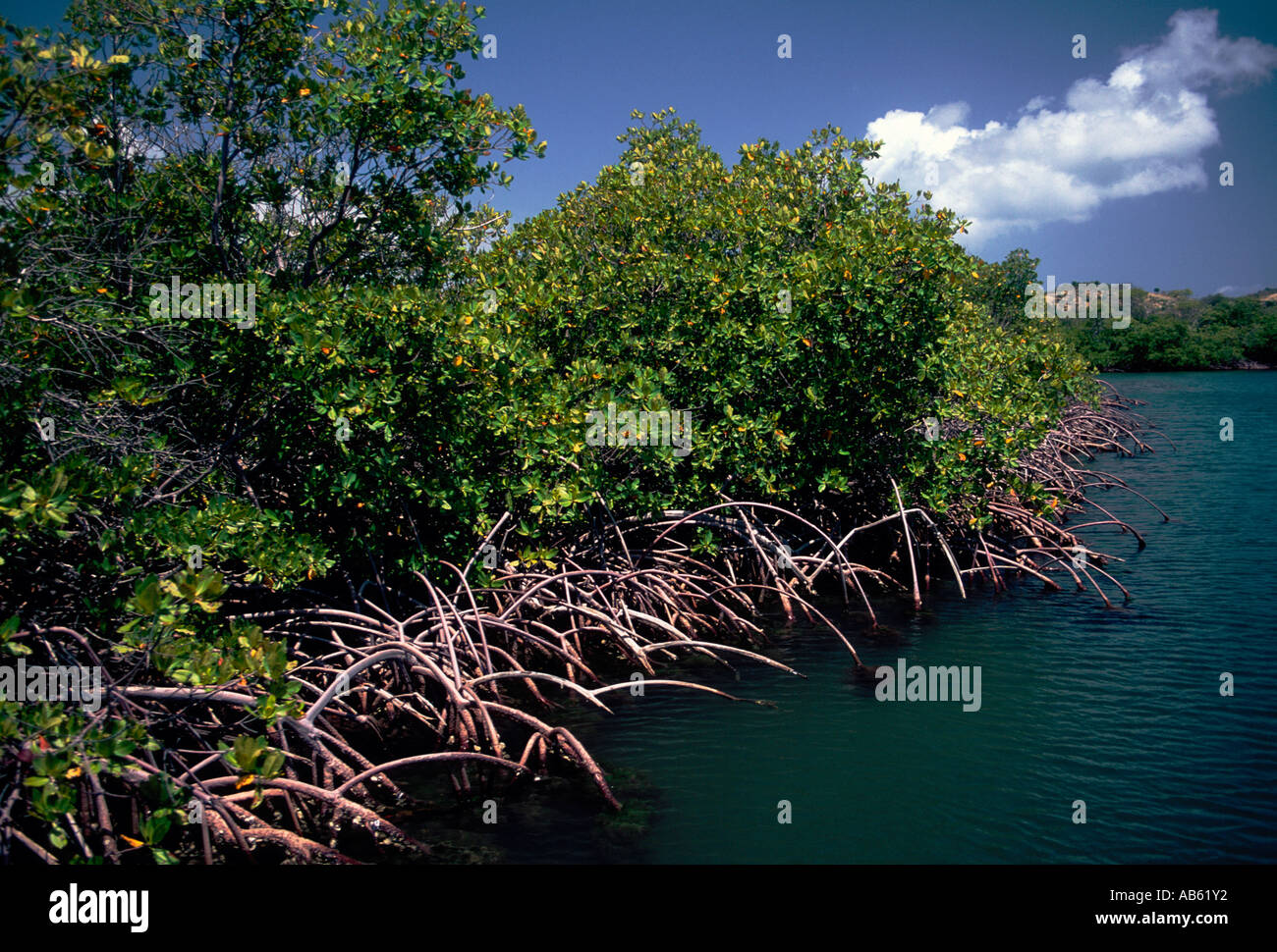 mangrove, mangroves, coastline, shoreline, Culebra Island, Culebra ...