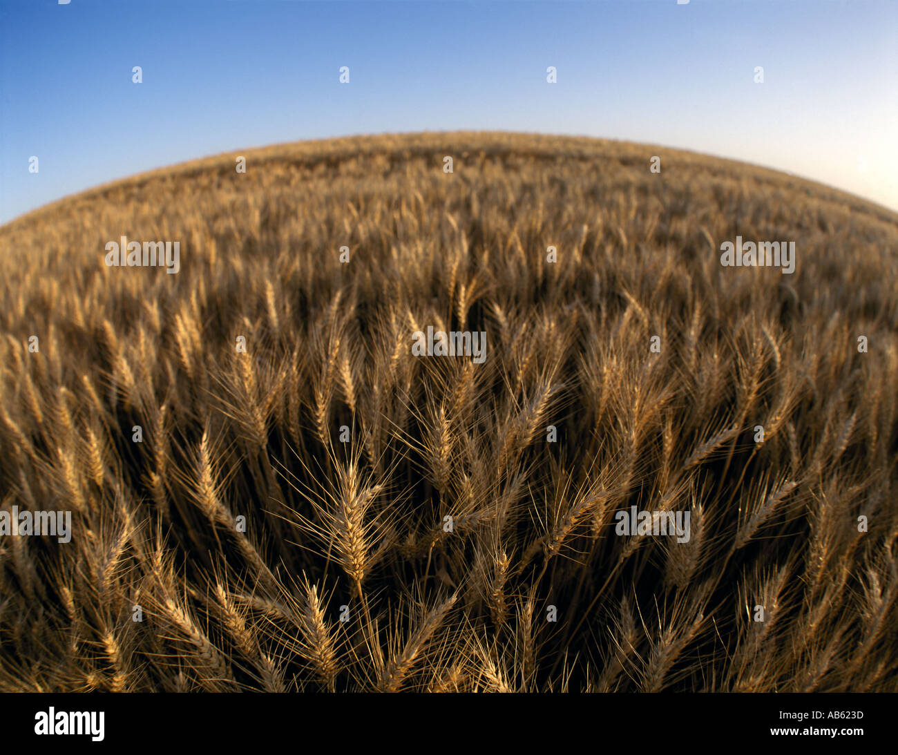 Golden ripe wheat ready for harvest Palouse Valley Farmland Eastern ...