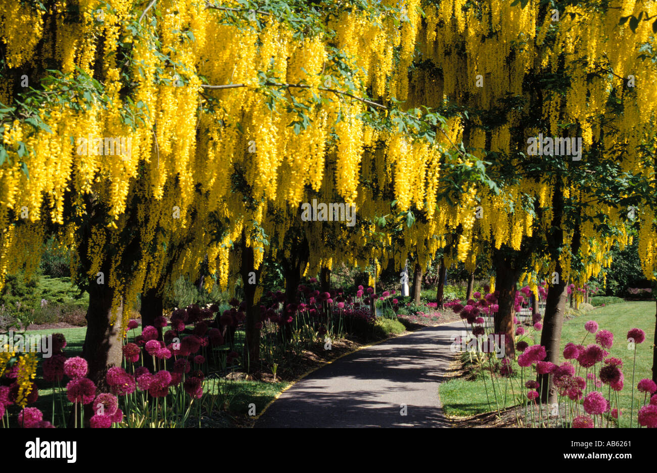 Laburnum purple hi-res stock photography and images - Alamy