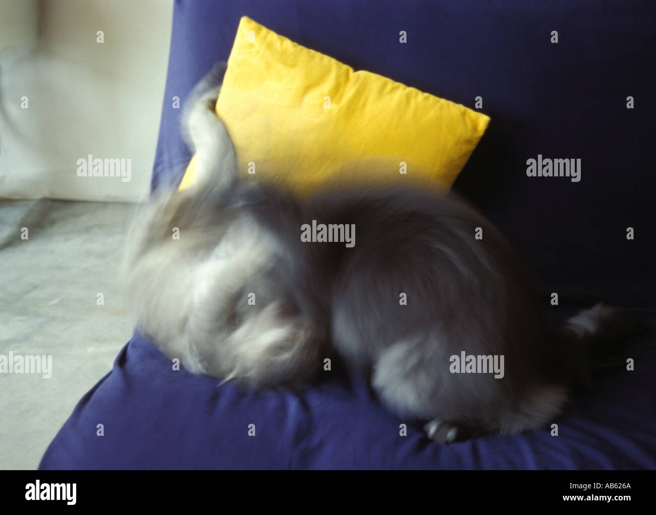 Alpha cats hi-res stock photography and images - Alamy