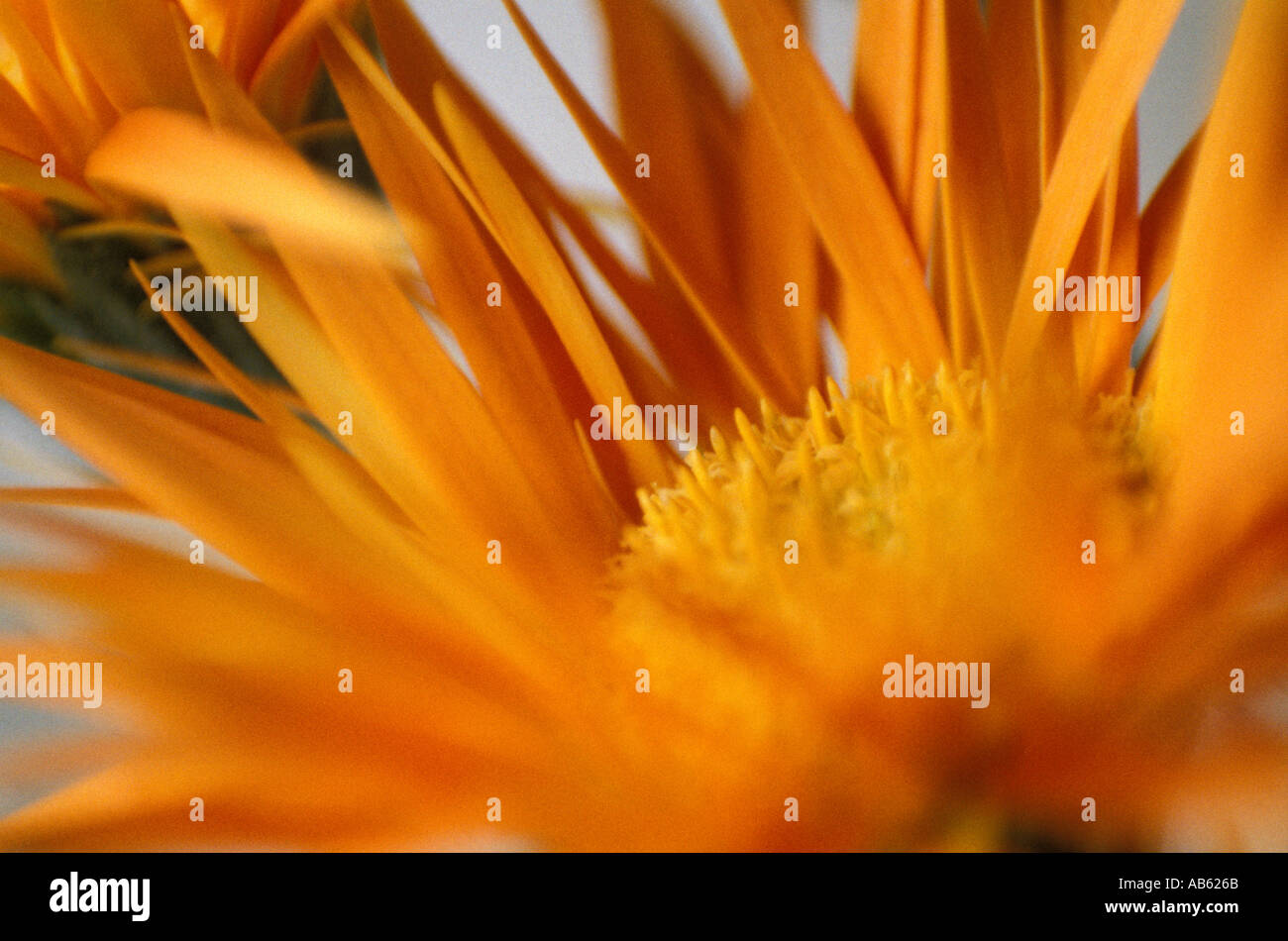 Spider gerbera hi-res stock photography and images - Alamy