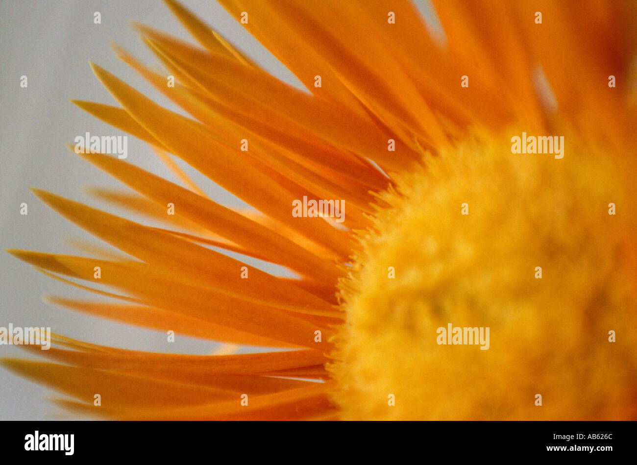 Spider Gerbera High Resolution Stock Photography and Images - Alamy