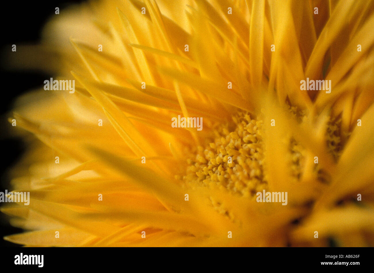 Spider gerbera hi-res stock photography and images - Alamy