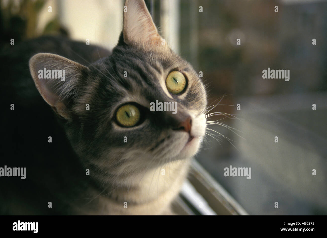 Staring intensely hi-res stock photography and images - Alamy