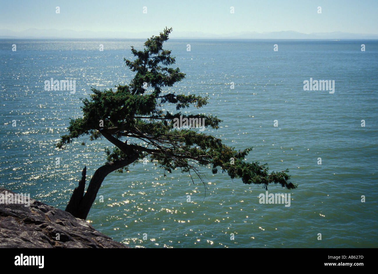 Evergreen tree on a cliff overlooking Howe Sound British Columbia Stock ...