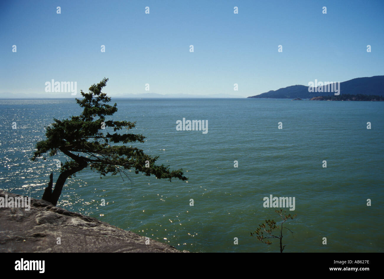 Evergreen tree on a cliff overlooking Howe Sound British Columbia Stock ...