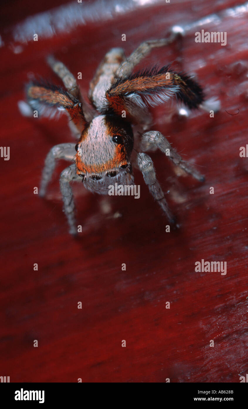 Male jumping spider (Salticidae family) in mating period Stock Photo ...