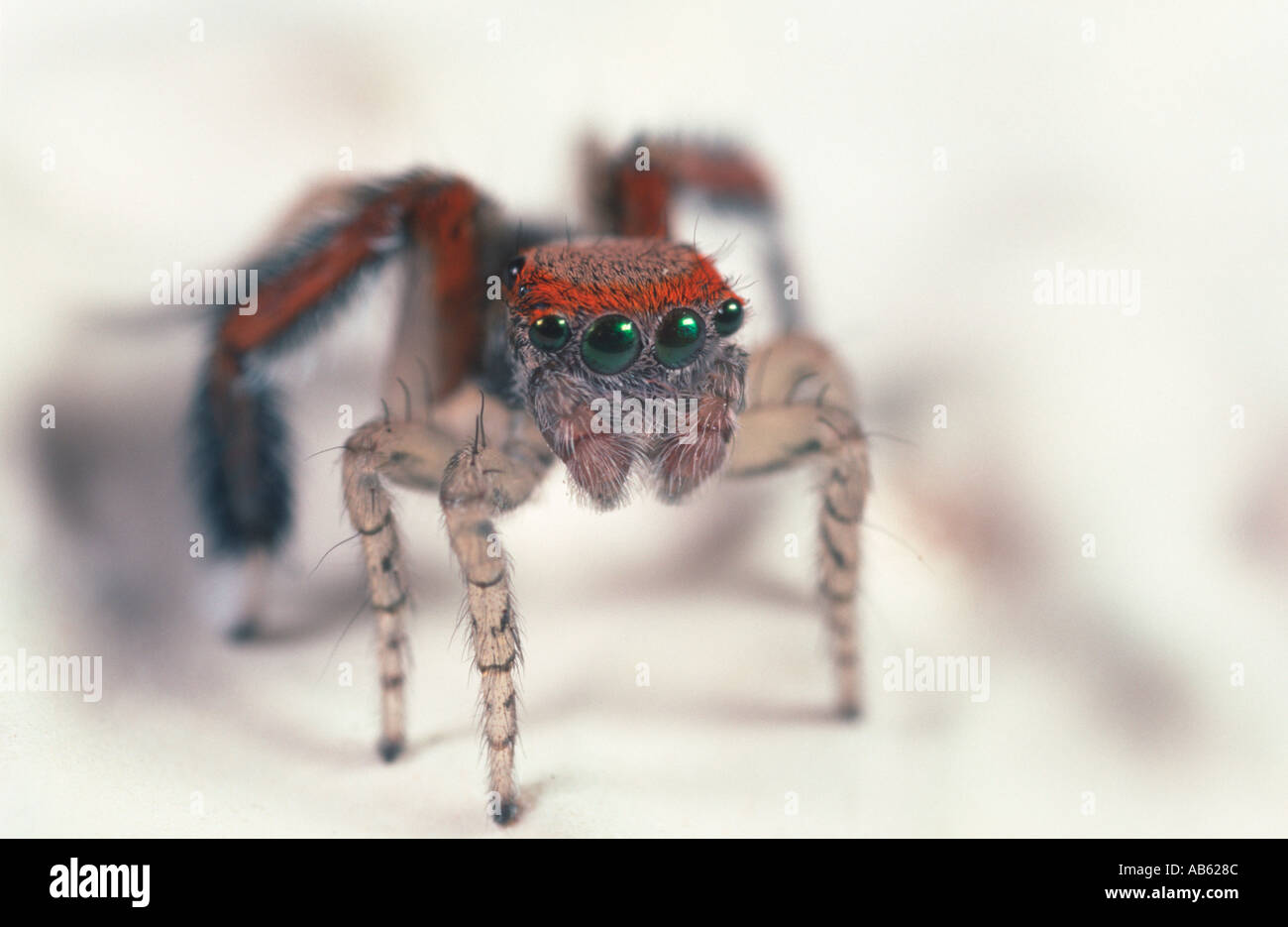 Male jumping spider (Salticidae family) in mating period Stock Photo ...