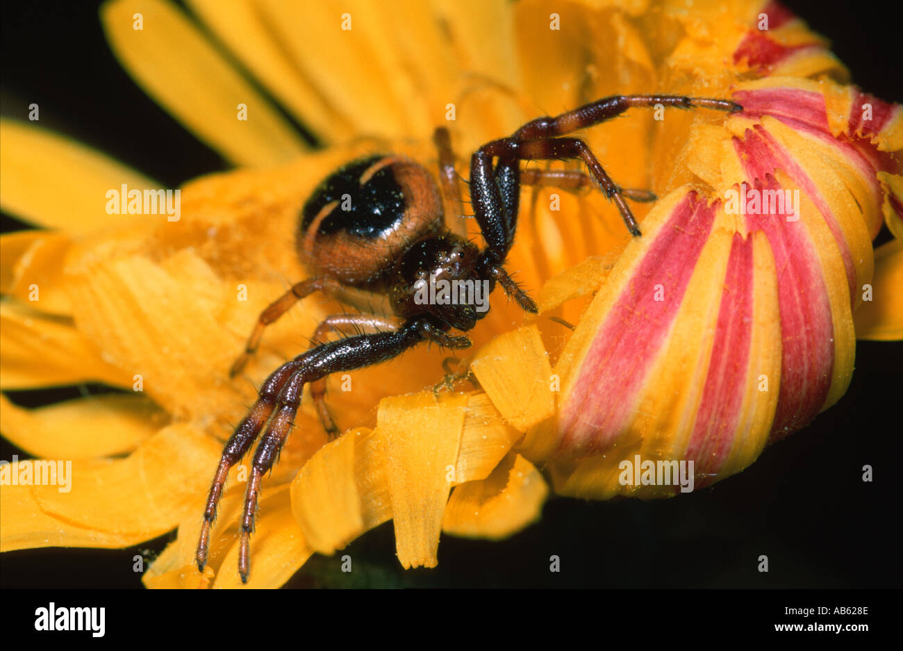 Family thomisidae hi-res stock photography and images - Alamy