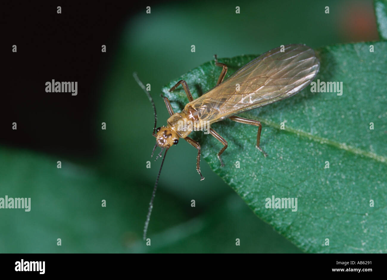 Plecoptera Stock Photos & Plecoptera Stock Images - Alamy