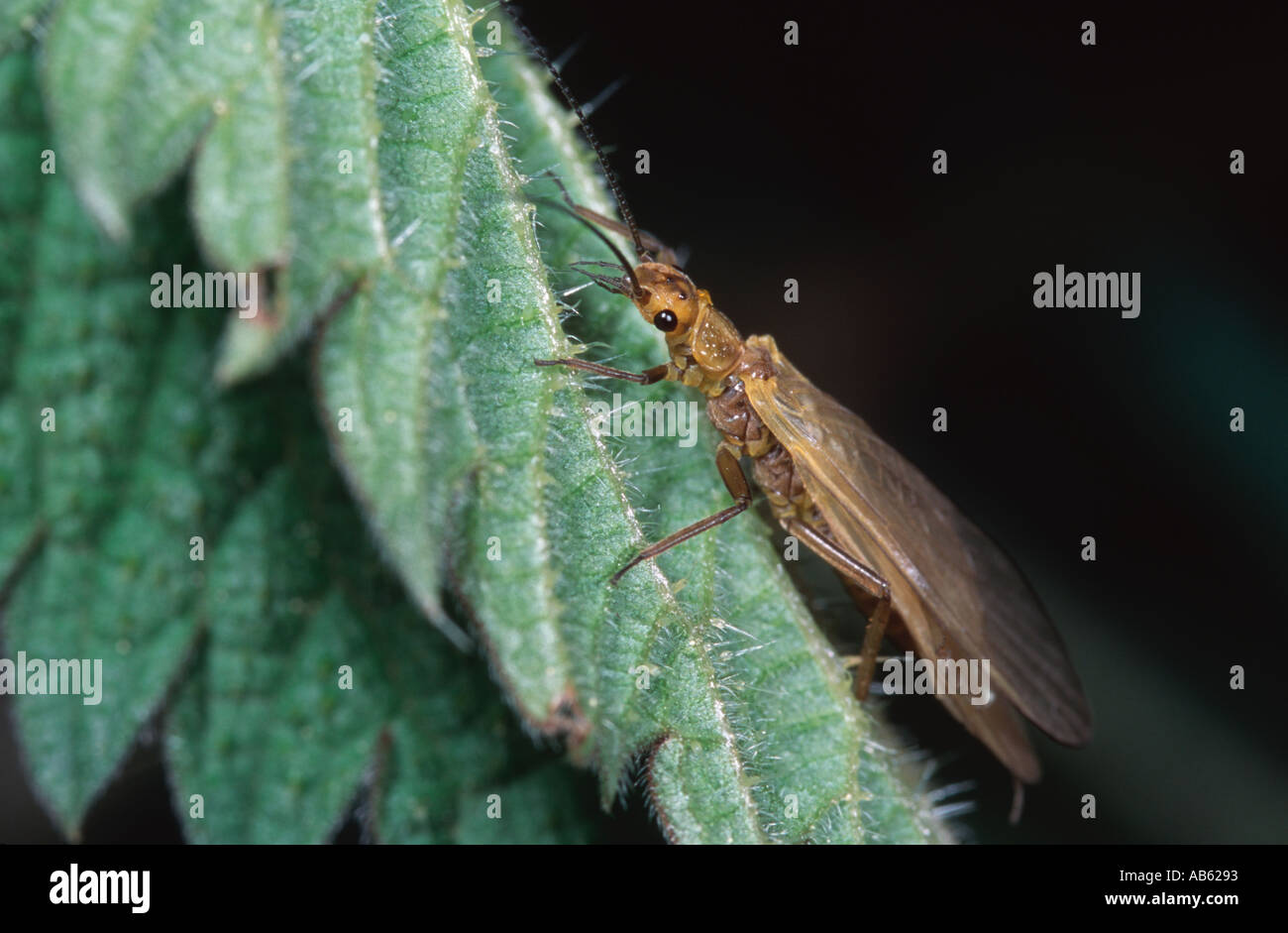 Adult Stonefly Plecoptera Isoperla grammatica Stock Photo - Alamy