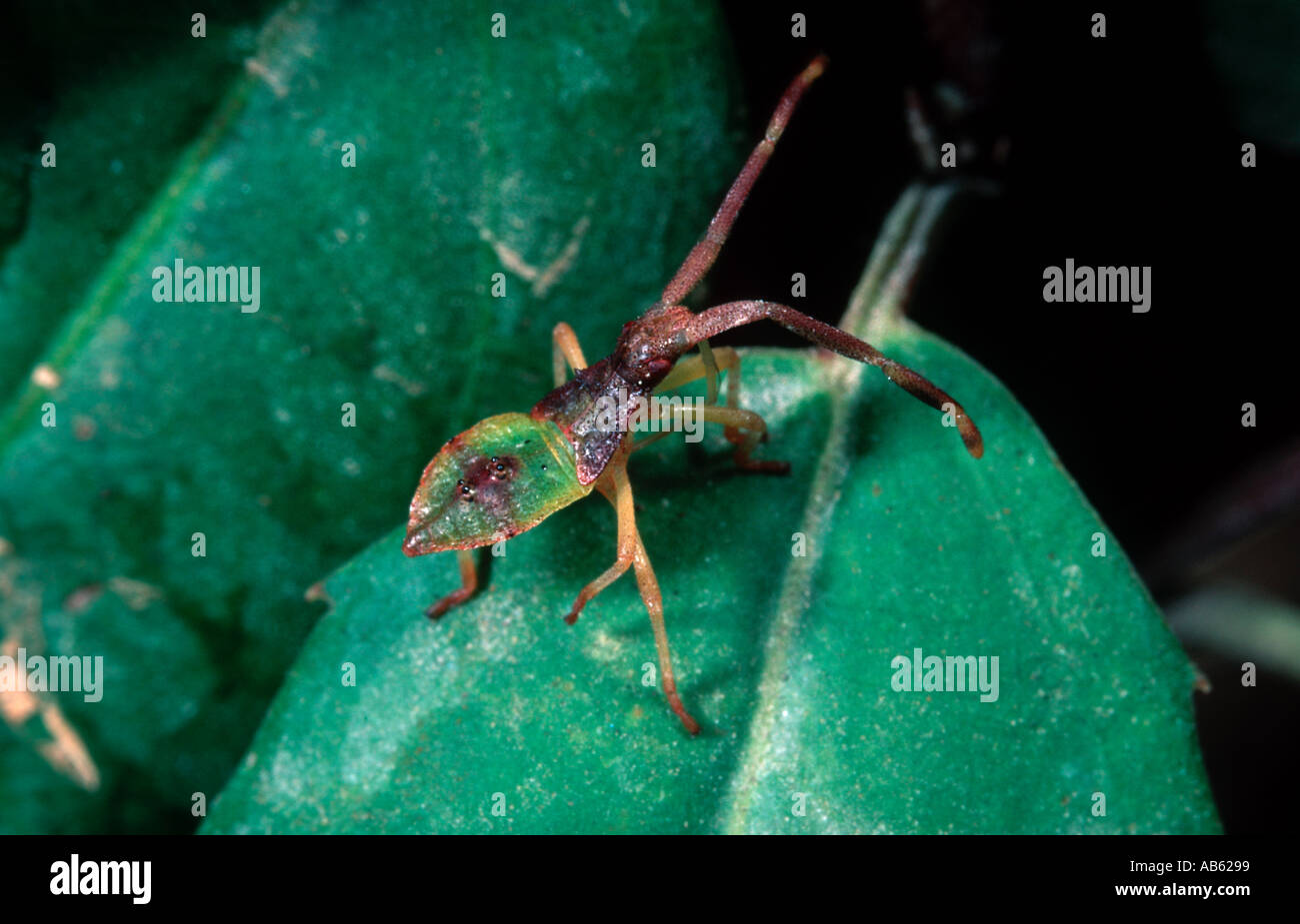 Immature nymph of Pentatomid Heteropteran bug Stock Photo - Alamy